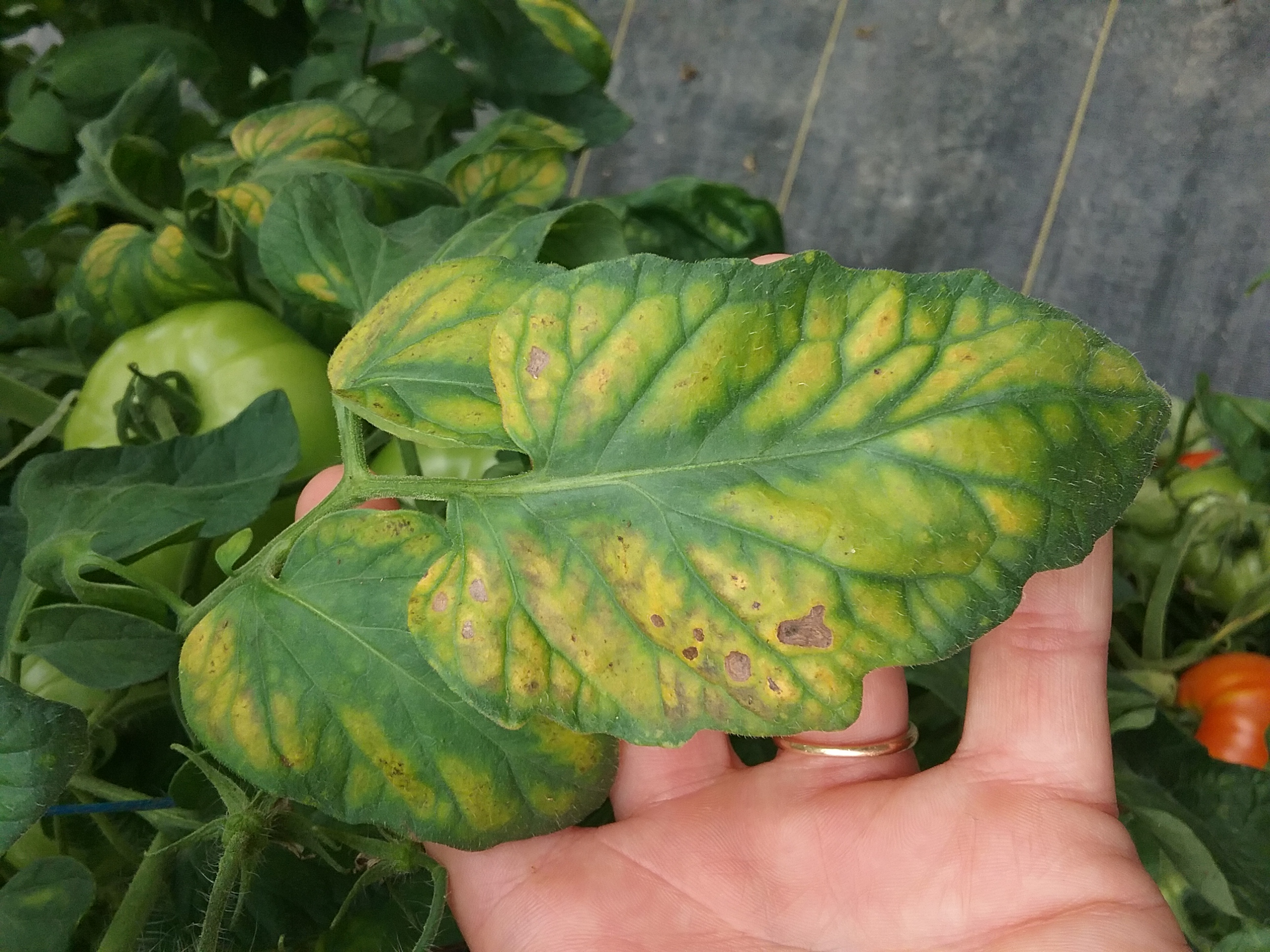 Interveinal Chlorosis | Scouting Guides for Problems of Vegetables